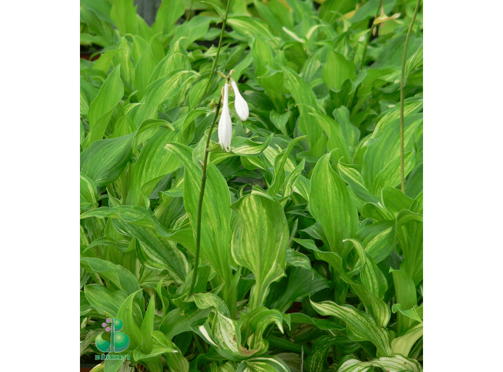 Latvijas stādi - Hosta undulata var. univitatta - viļņotā hosta, varietāte